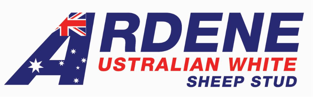 Lot 97 - Ardene Stud Ewe Lamb 230678 | AuctionsPlus