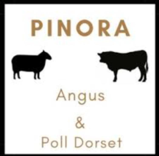 PINORA BLISS T5 | AuctionsPlus