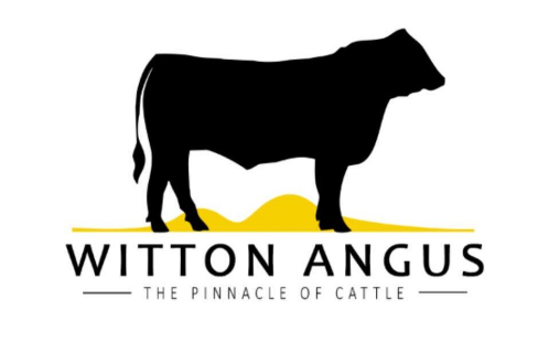 WITTON CHAINSAW U30 | AuctionsPlus