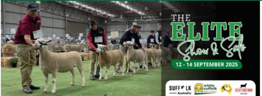 LOT 90 - MORTON 241376 | AuctionsPlus