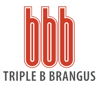 TRIPLE B UNSWAYED U377 (P) | AuctionsPlus