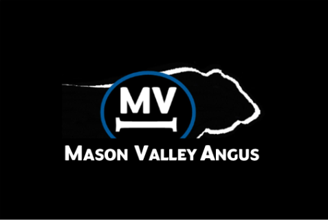 Lot 26 - MASON VALLEY VANDAL V56 | AuctionsPlus