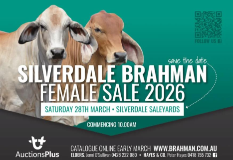 JANDEE TULIP (PP) | AuctionsPlus