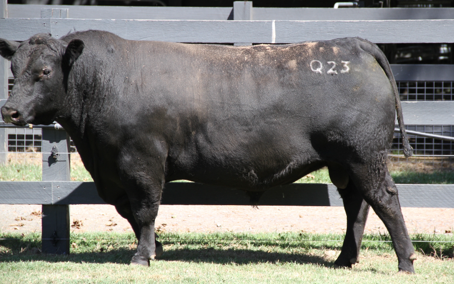 Lot 10 - Commercial Bull WSEQ23 | AuctionsPlus