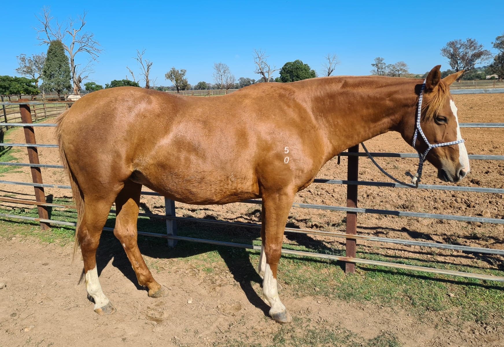 Lot 30 - SHEROS TRADITIONAL STYLE - HSH | AuctionsPlus