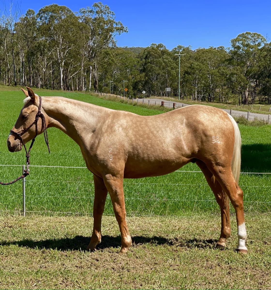Lot 111 - BANSHEE OAKLEY | AuctionsPlus