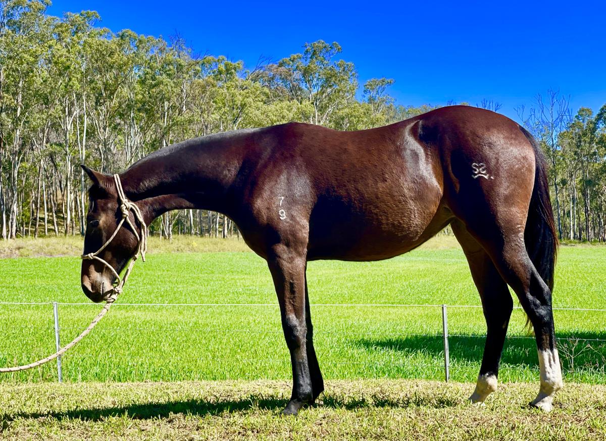 Lot 9 - BANSHEE WHIRLWIND | AuctionsPlus