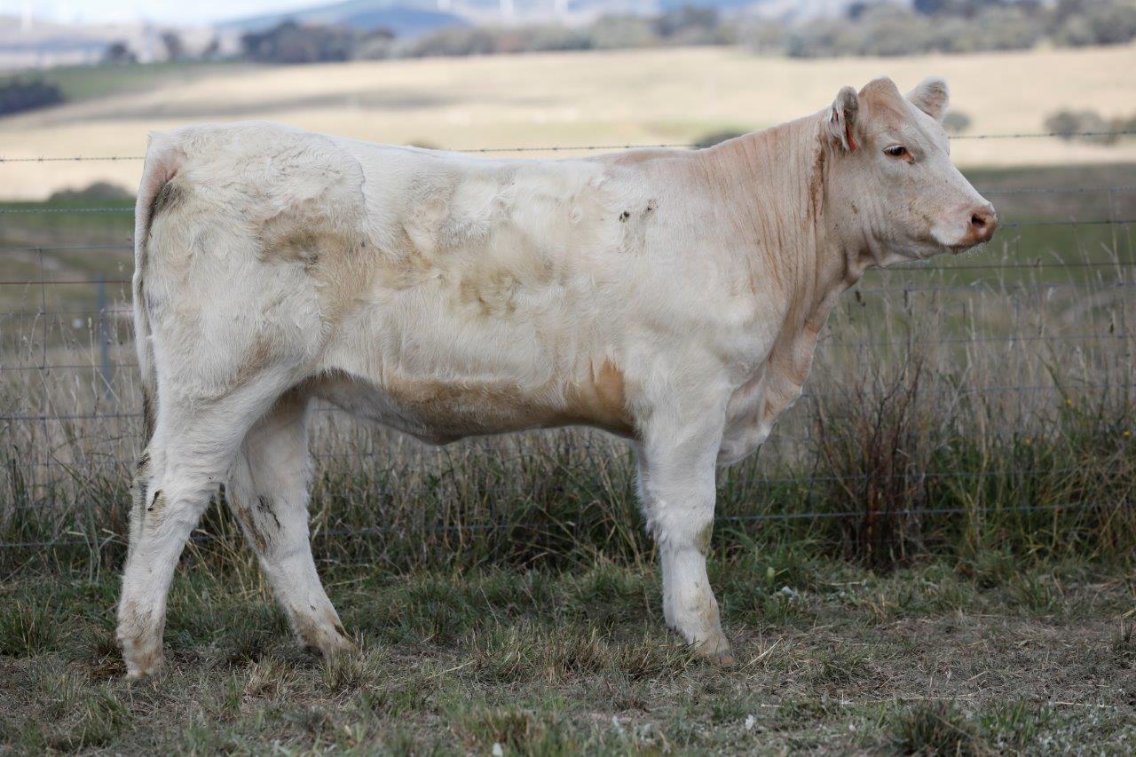 Lot 84 - ROSEDALE RUBY R5 (P) | AuctionsPlus