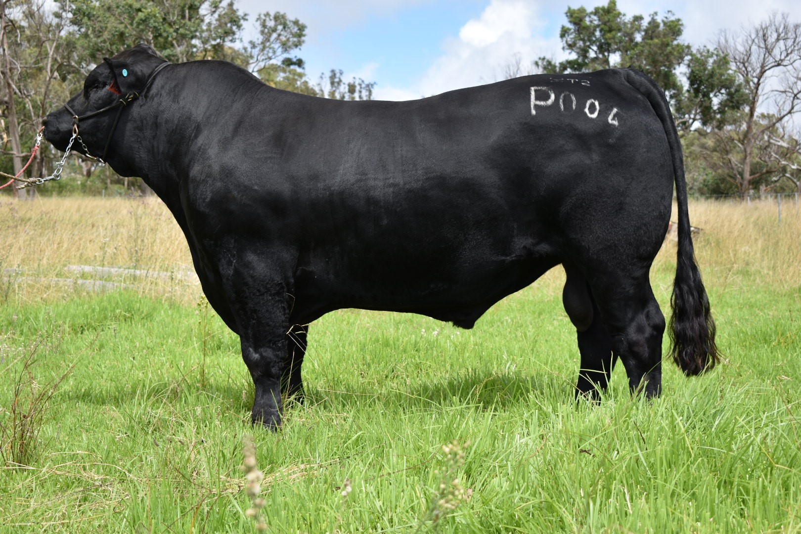 Lot 50 - DOUBLE K PICK UP LINE (PP) (ET) (AI) (B) | AuctionsPlus