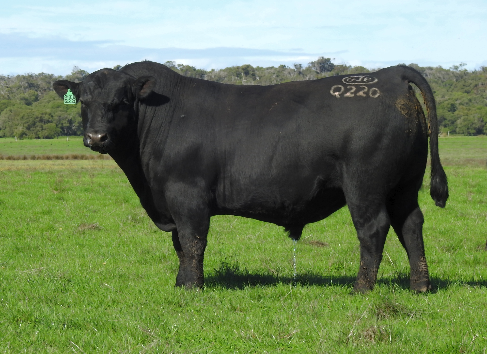 Lot 34 - MONTEREY QUARTZ Q220SV | AuctionsPlus