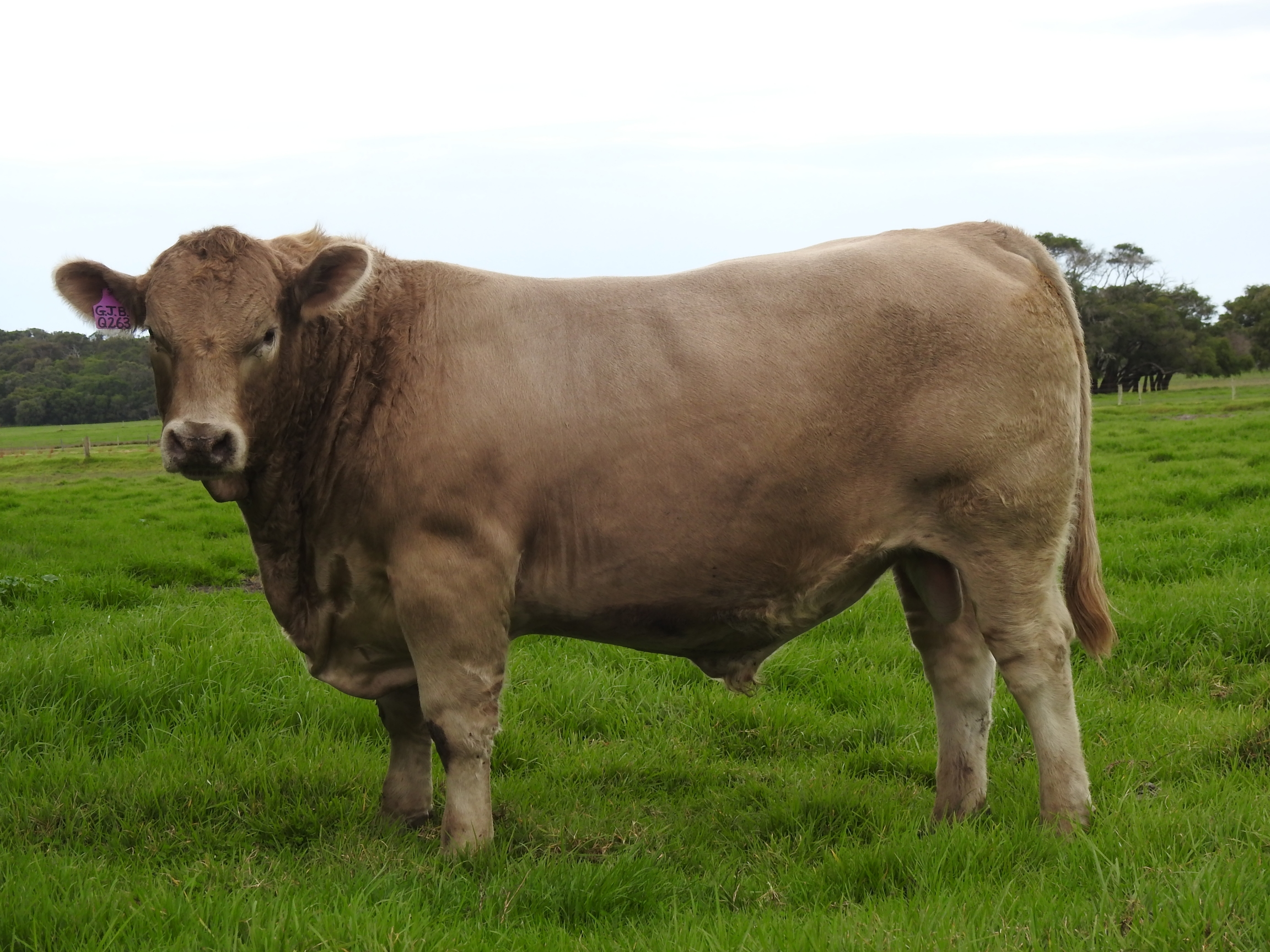 Lot 58 - MONTEREY QUADRELLA Q263 (PB) | AuctionsPlus