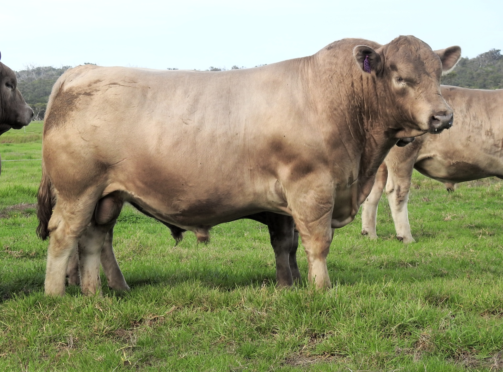 Lot 29 - MONTEREY QUADRELLA Q207 (PB) | AuctionsPlus