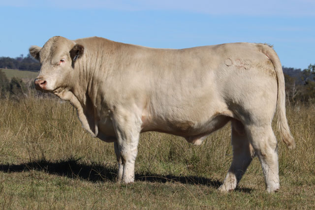 Lot 32 - Palgrove Qabalistic (P) | AuctionsPlus