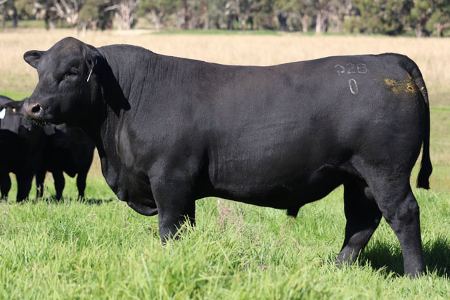 Lot 49 - PALGROVE Quambone (P) | AuctionsPlus