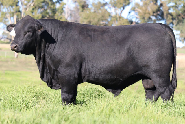 Lot 51 - Palgrove Quick Thrill (P) | AuctionsPlus