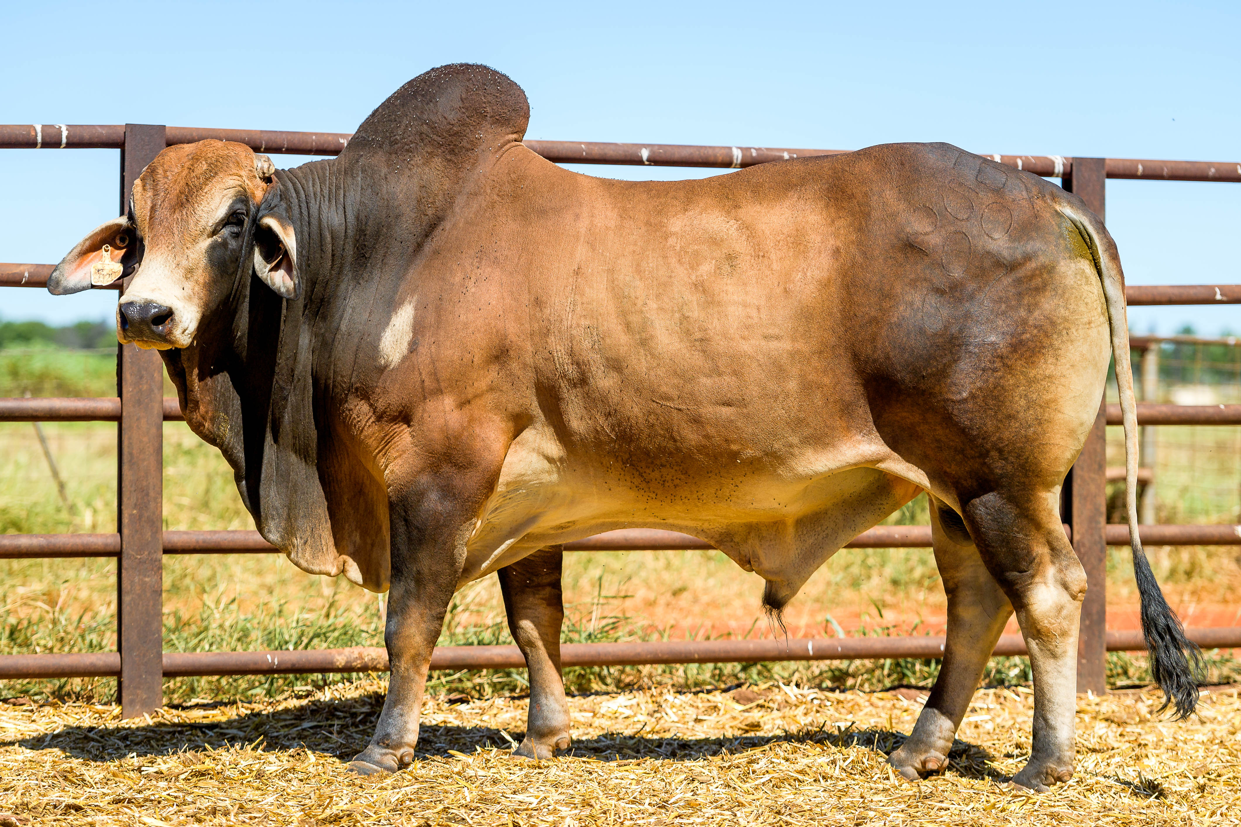Lot 7 - HH Select Brahman Bull 50207 | AuctionsPlus