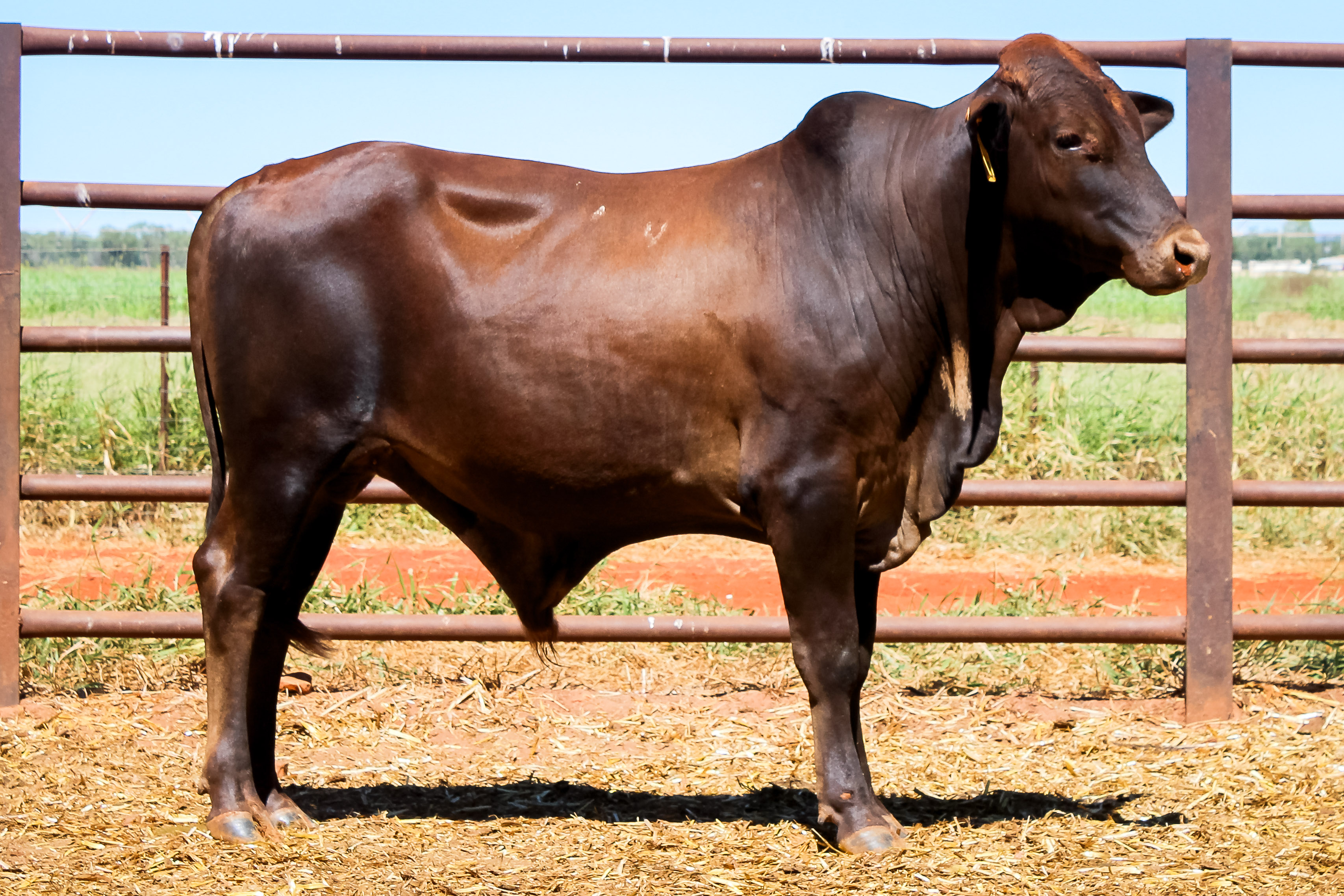 Lot 82 - Composite Bull PH 31608 | AuctionsPlus