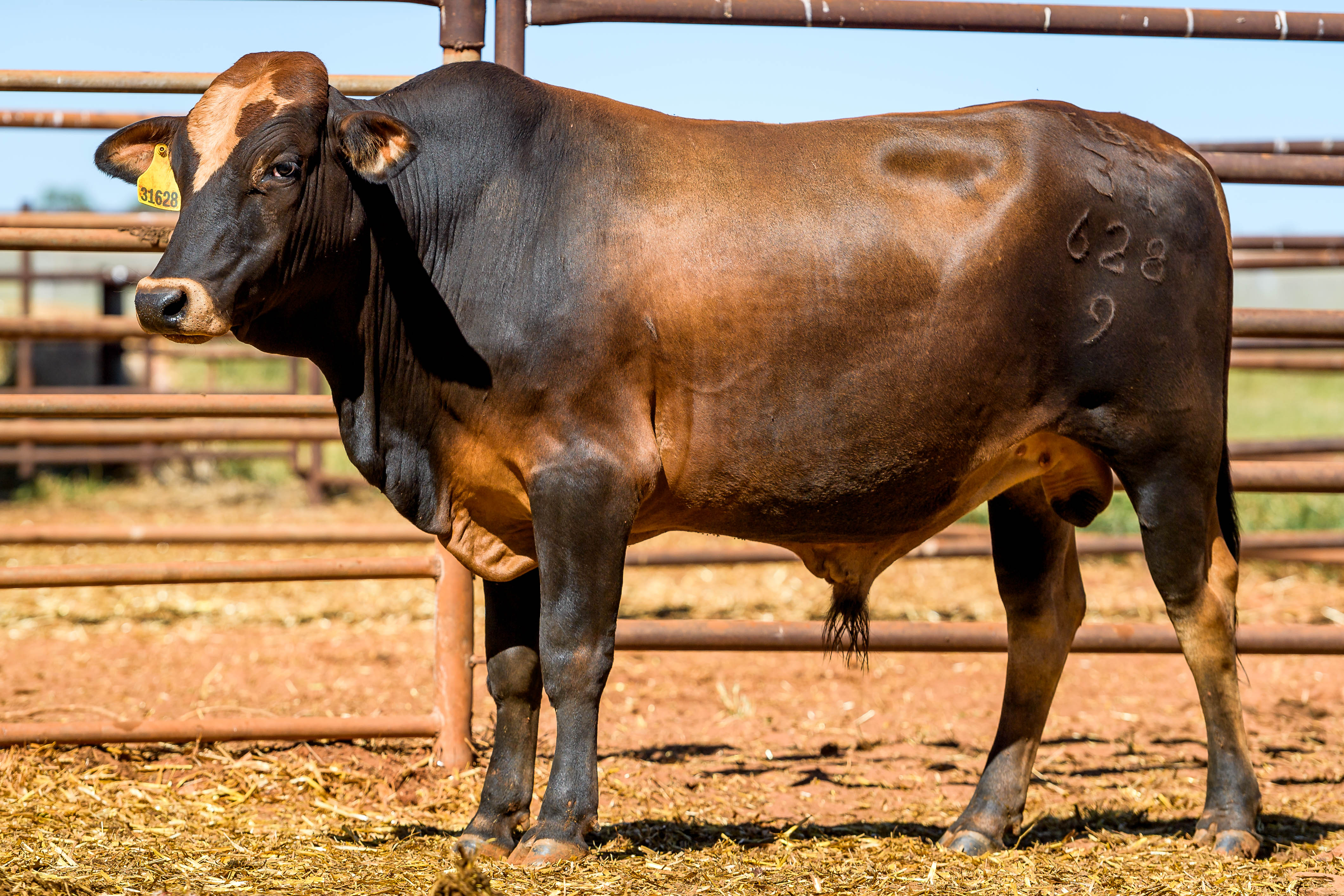 Lot 97 - Composite Bull HH 31628 | AuctionsPlus