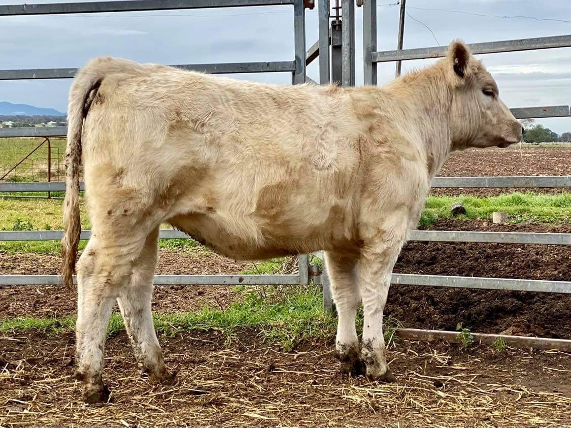Lot 38 - DEHAVALYN ORLA ROSE R6 (PB) | AuctionsPlus