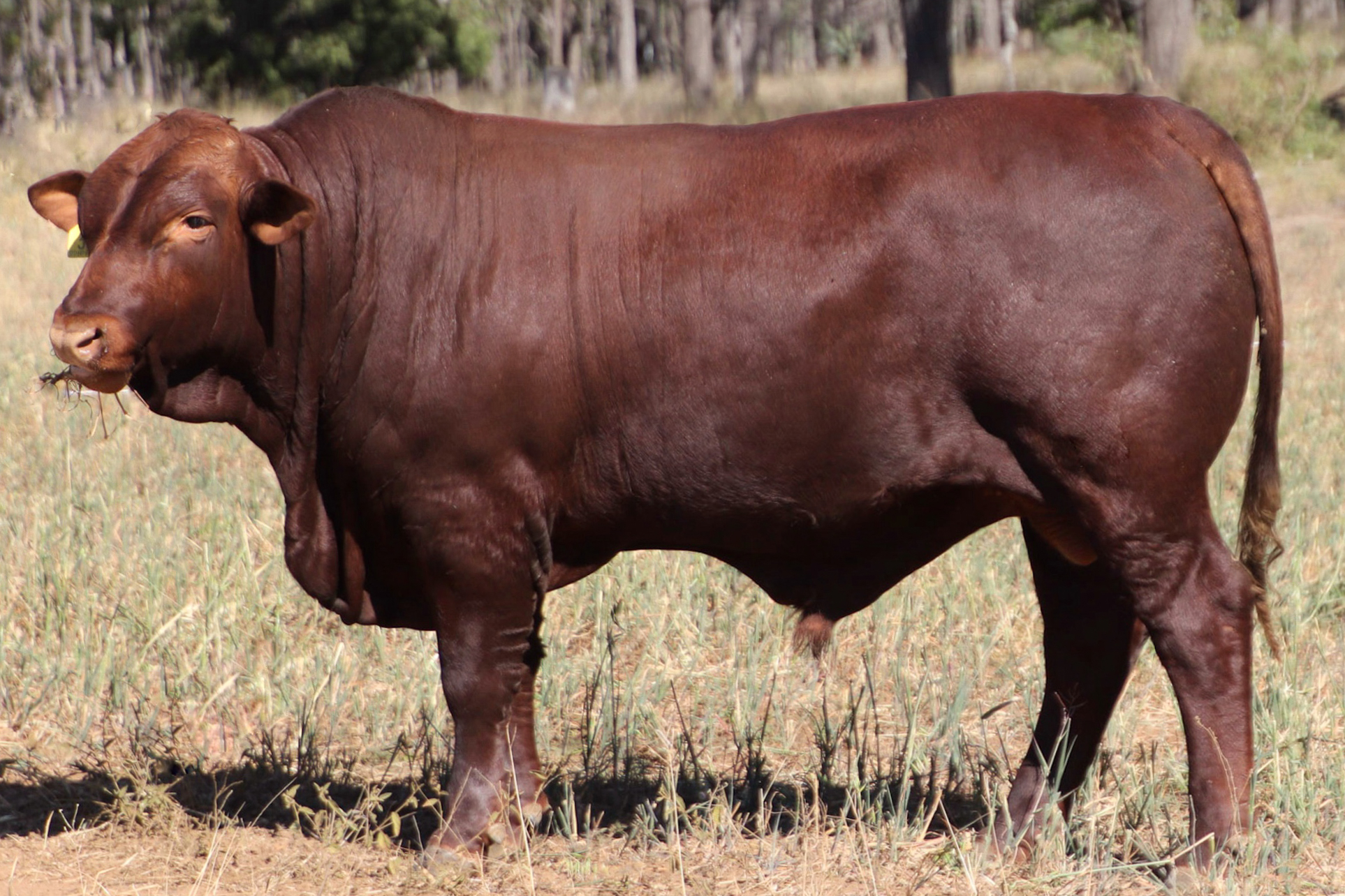 Lot 83 - SEIFERT BELMONT REDS SEI200331 | AuctionsPlus