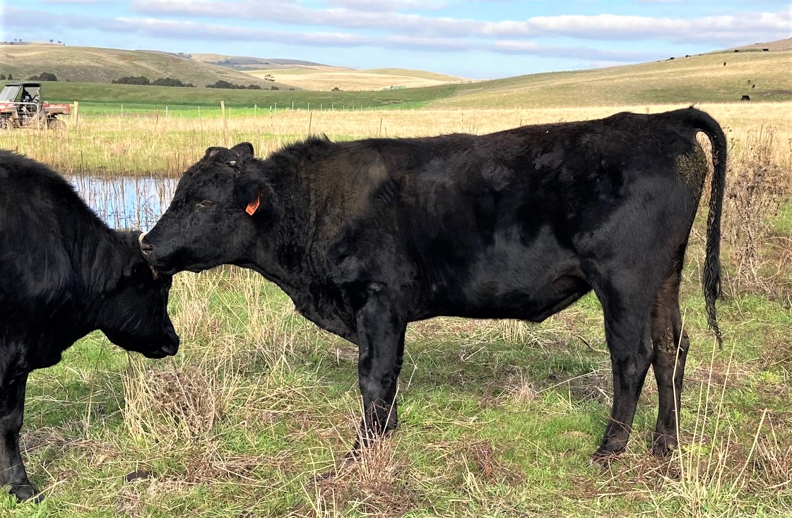 Lot 47 - Fullblood Wagyu Bull - LSHFQ00026 - LISHEEN Q26 (AI) FB ...