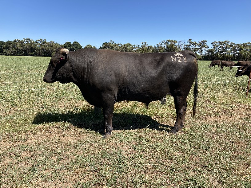 Lot 64 - 10 x Fullblood Wagyu Semen Straws - LSHFN00023 - LISHEEN N23 ...
