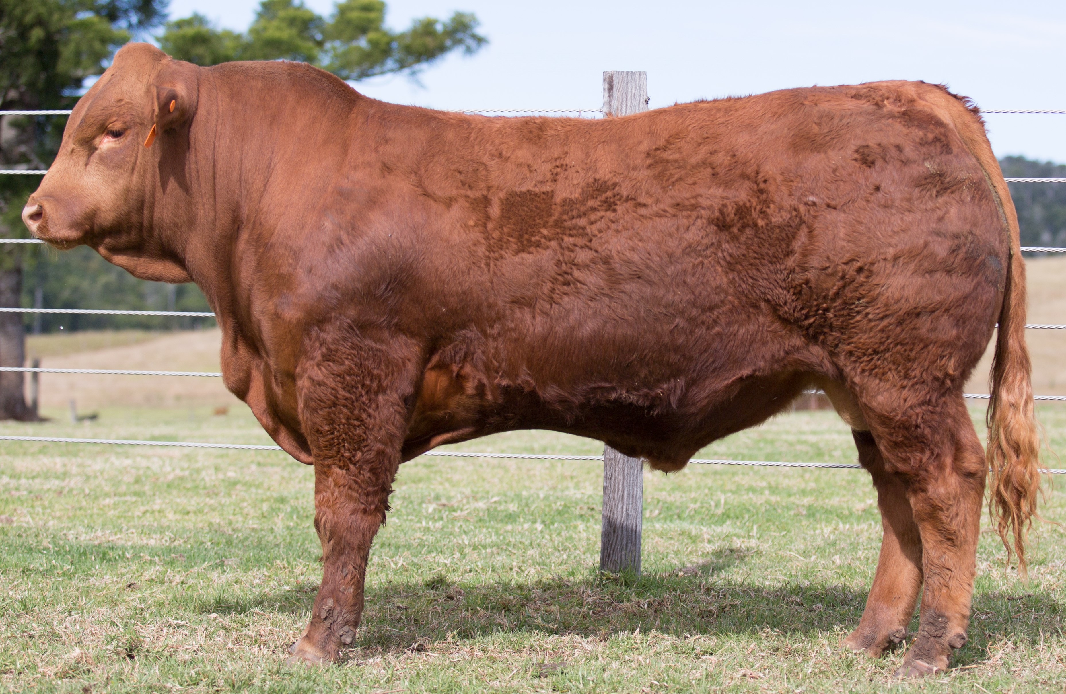 Lot 11 - BJF CHUNK CHAMPION (P) (PN) (AA) | AuctionsPlus