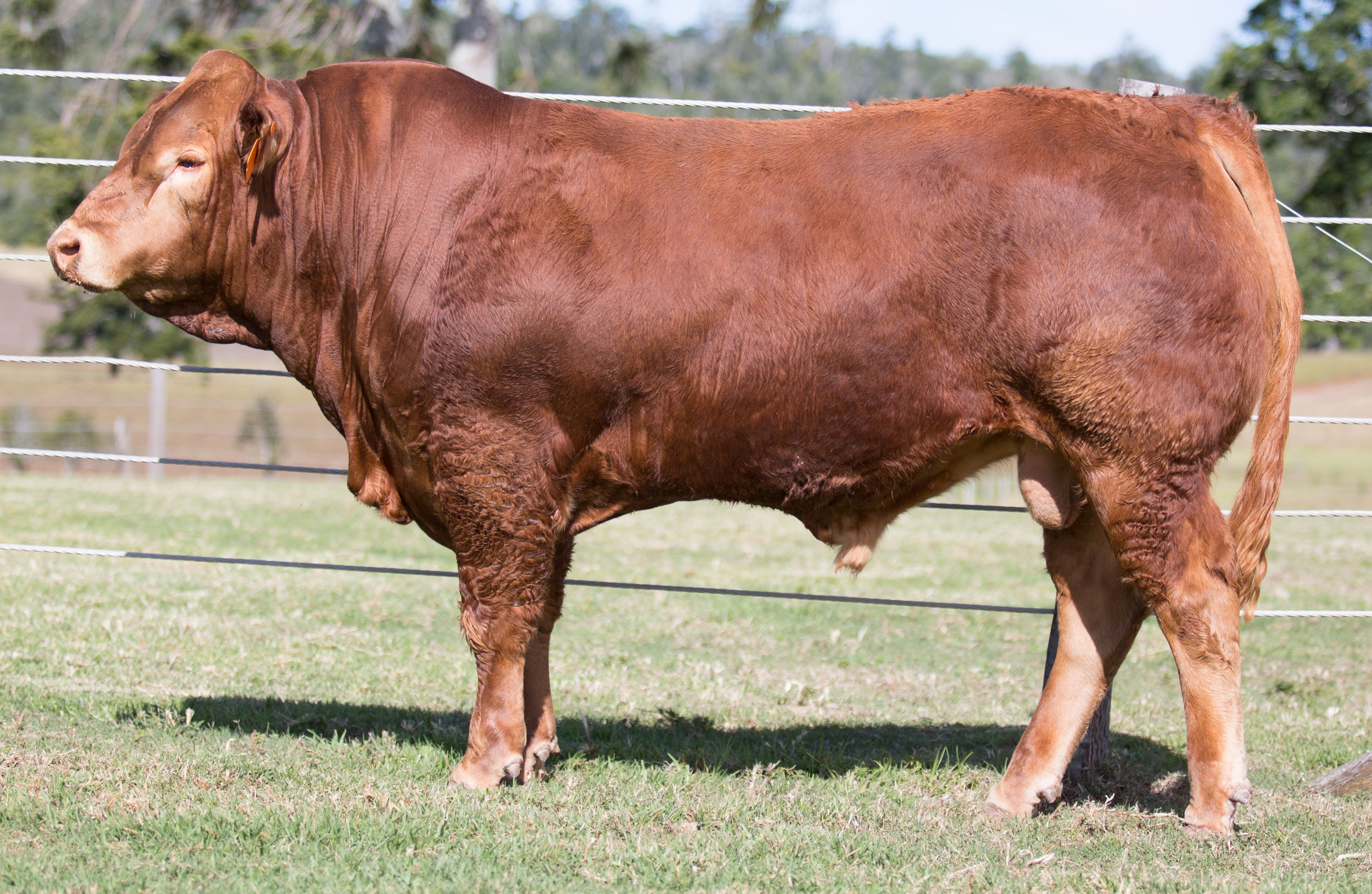 Lot 46 - LOCHINVAR RUBBLE (P) (PU) | AuctionsPlus