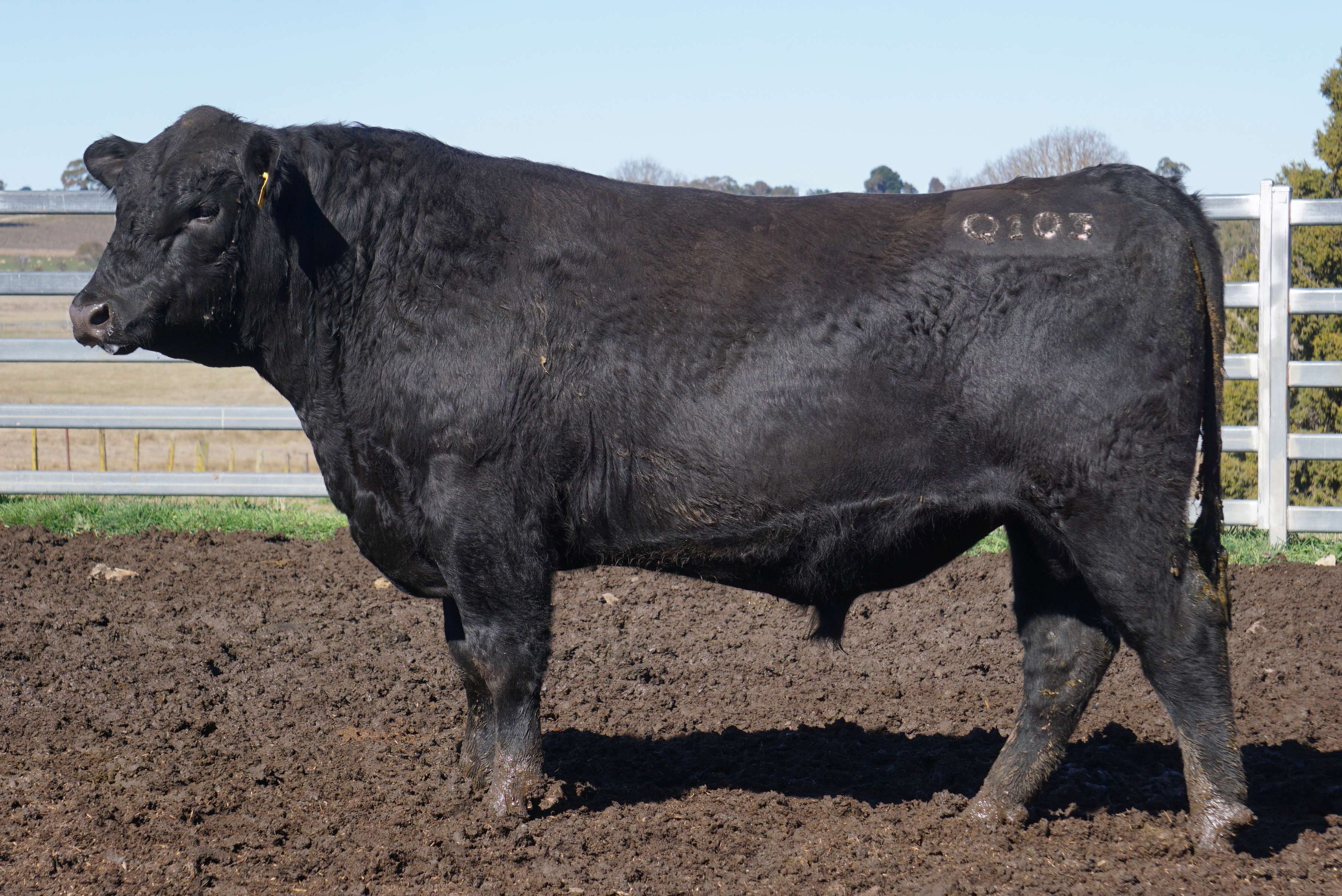 Lot 23 - BALD BLAIR QUIN Q103 PV | AuctionsPlus