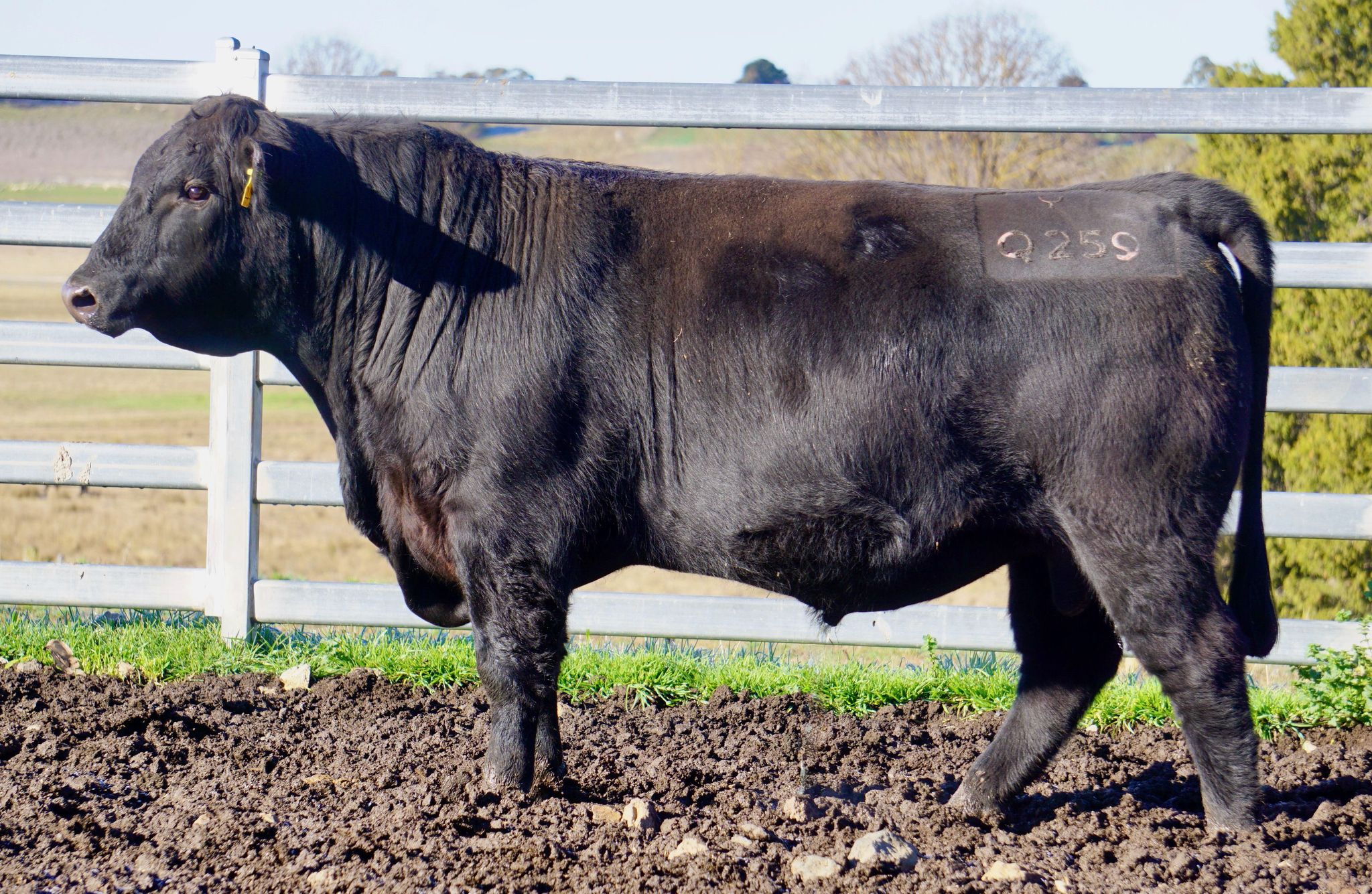 Lot 40 - BALD BLAIR QUADE Q259 PV | AuctionsPlus