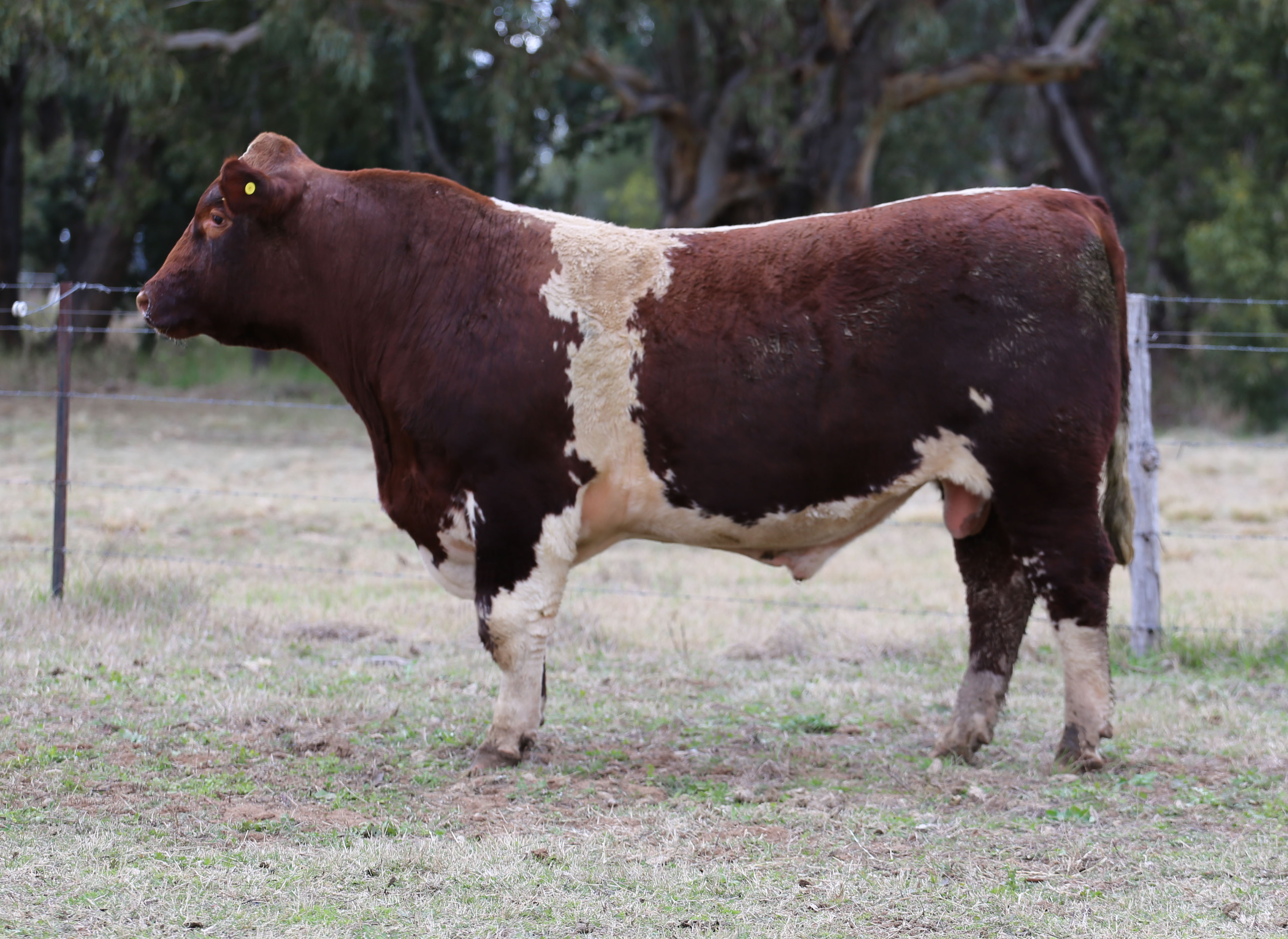 Lot 25 - Futurity Quench Q262 | AuctionsPlus