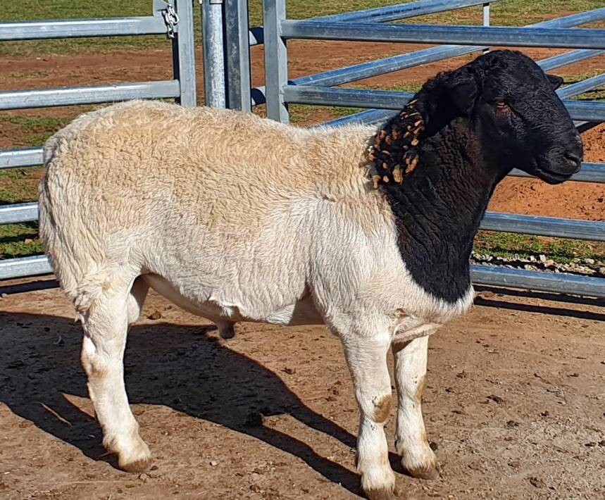 Lot 90 - MELETE 200153 | AuctionsPlus