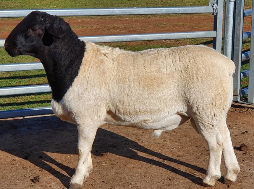 Lot 91 - MELETE 200154 | AuctionsPlus