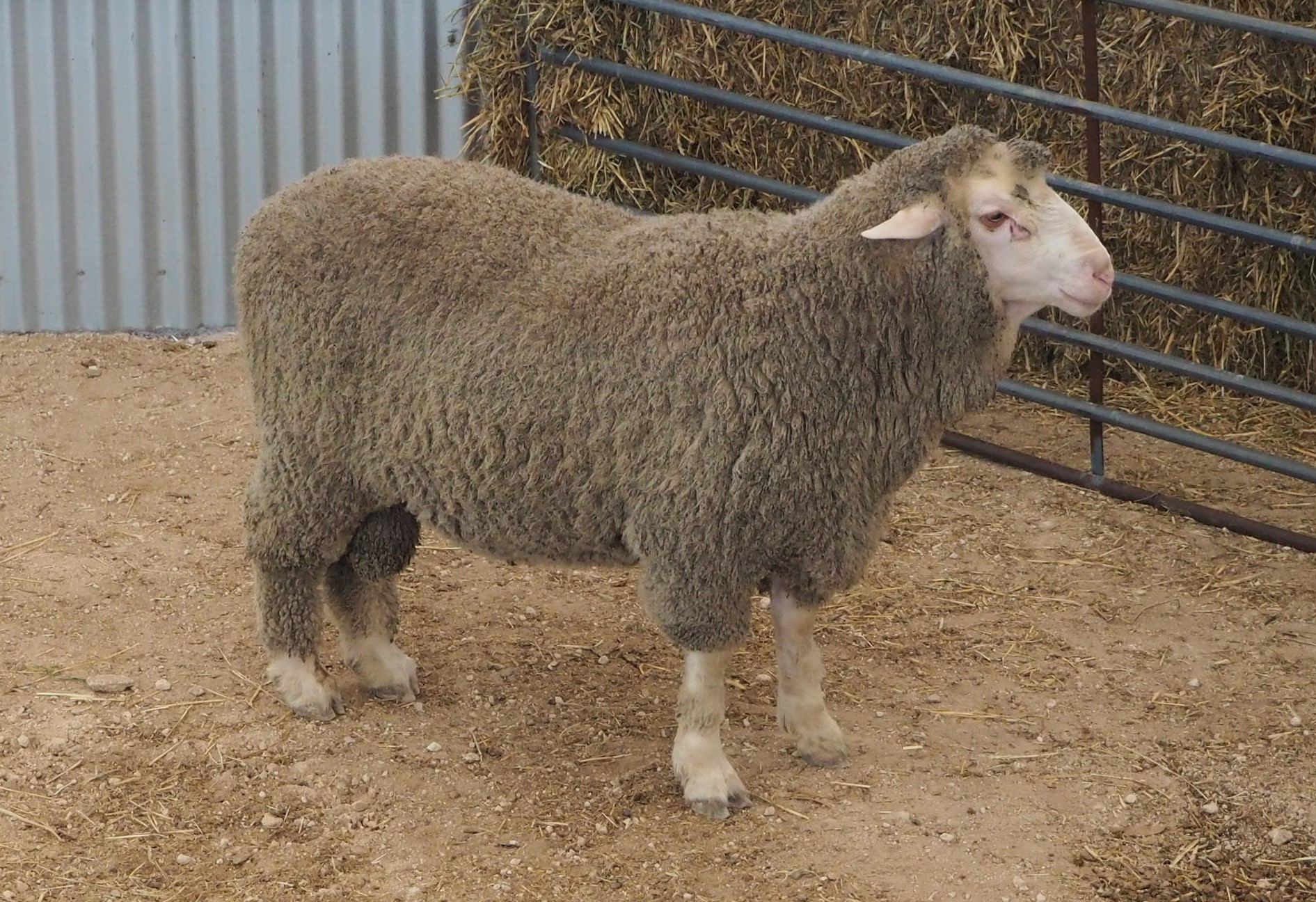Lot 129 237 AuctionsPlus