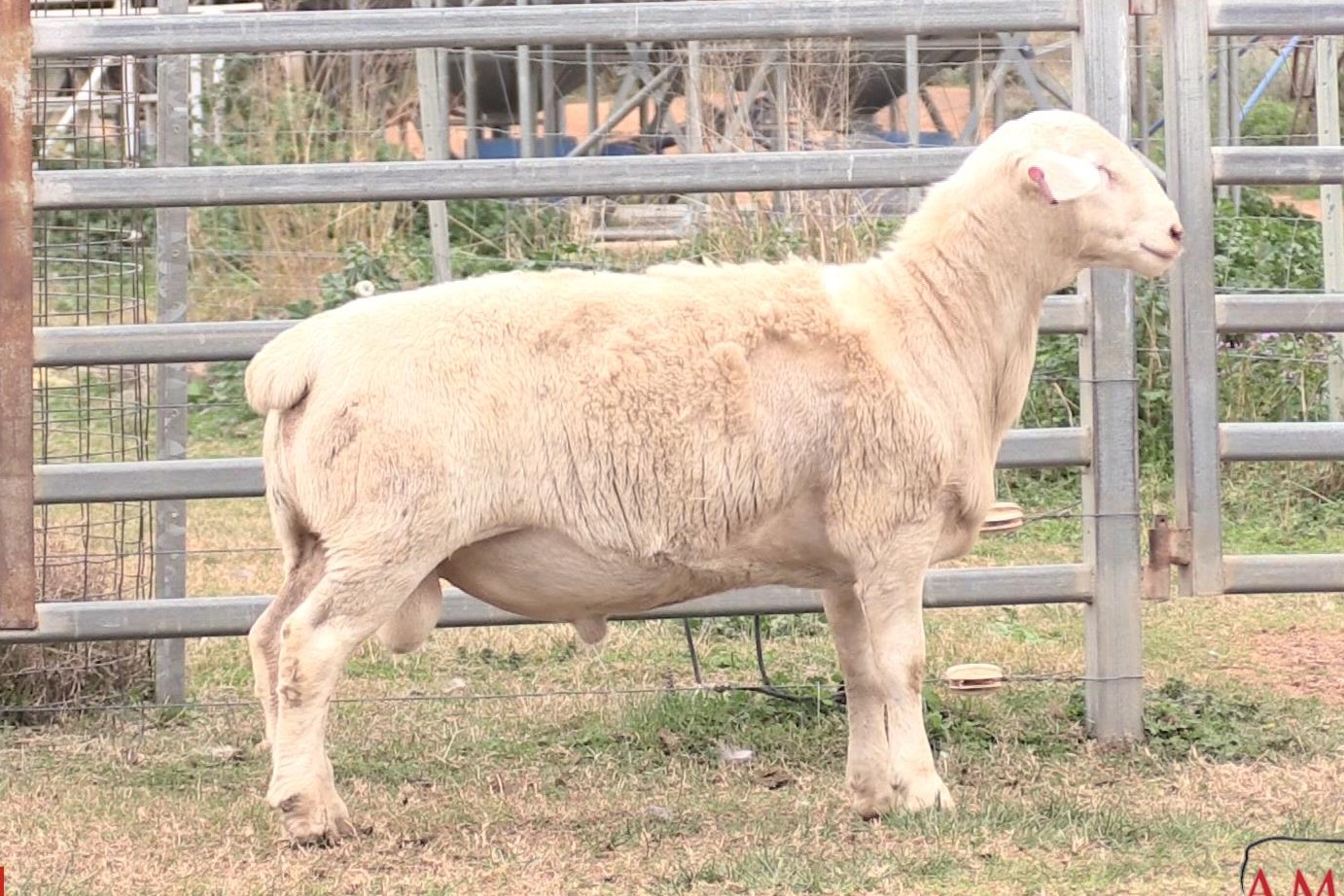 Lot 124 - AMARULA WHITE 201676 | AuctionsPlus
