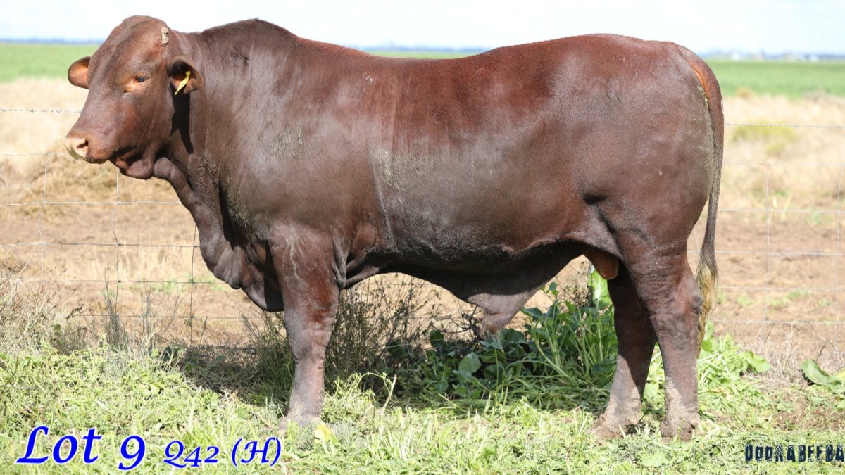 Lot 9 - DOORABEEBA Q42 (H) – CLASSIFIED ‘S’ | AuctionsPlus