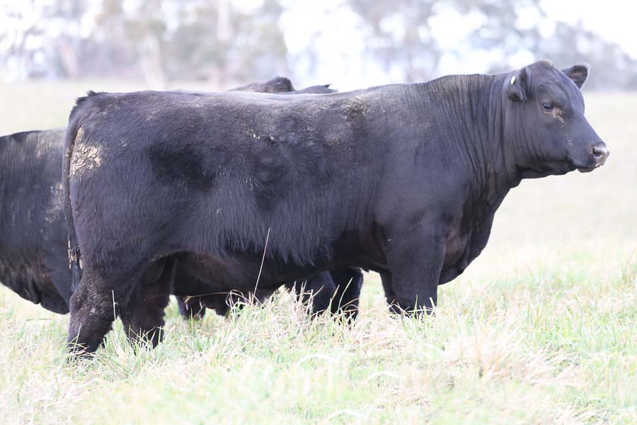 Lot 44 - BEN NEVIS RAMBO R230 | AuctionsPlus