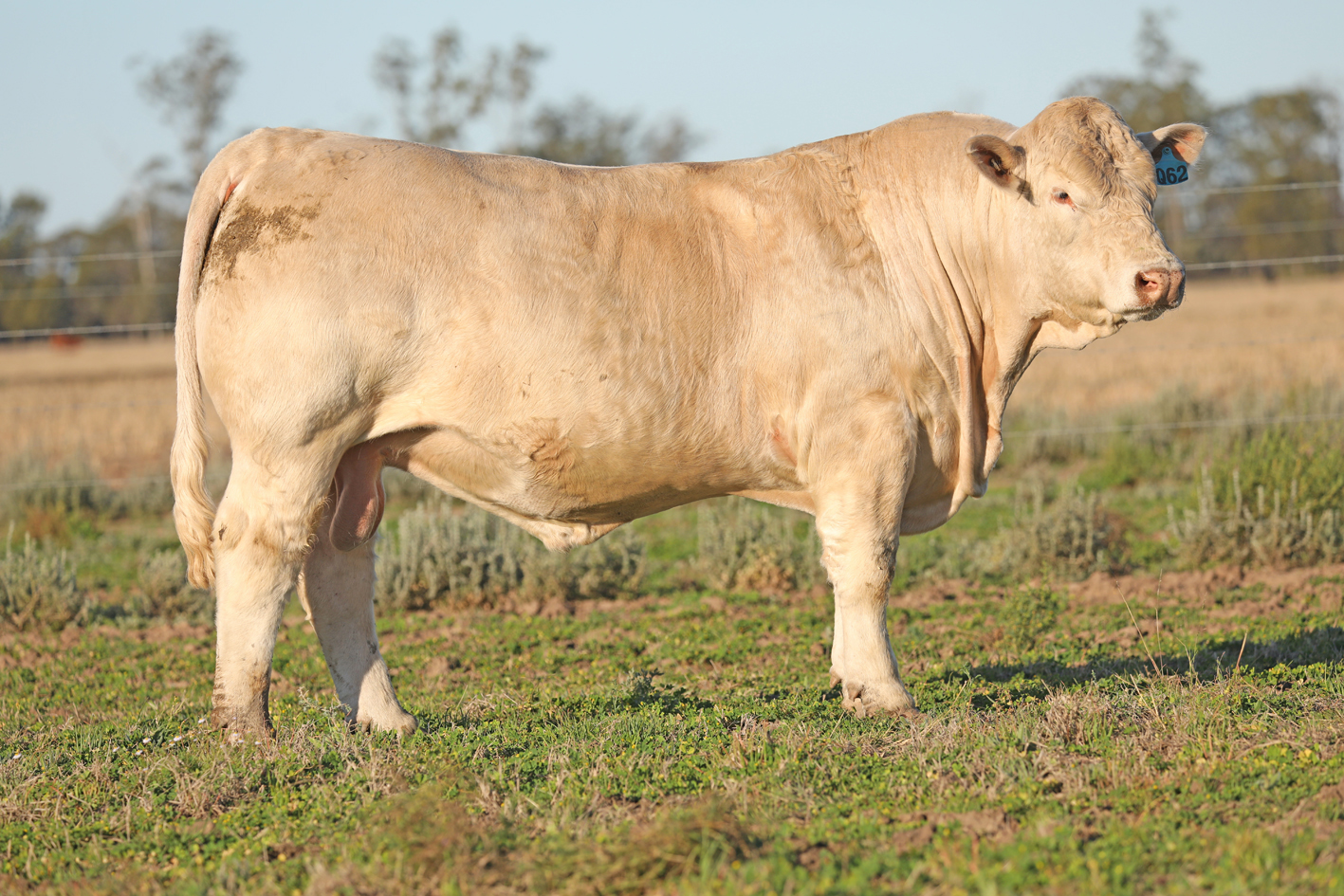 Lot 1 - Hopgood Quota (P) | AuctionsPlus