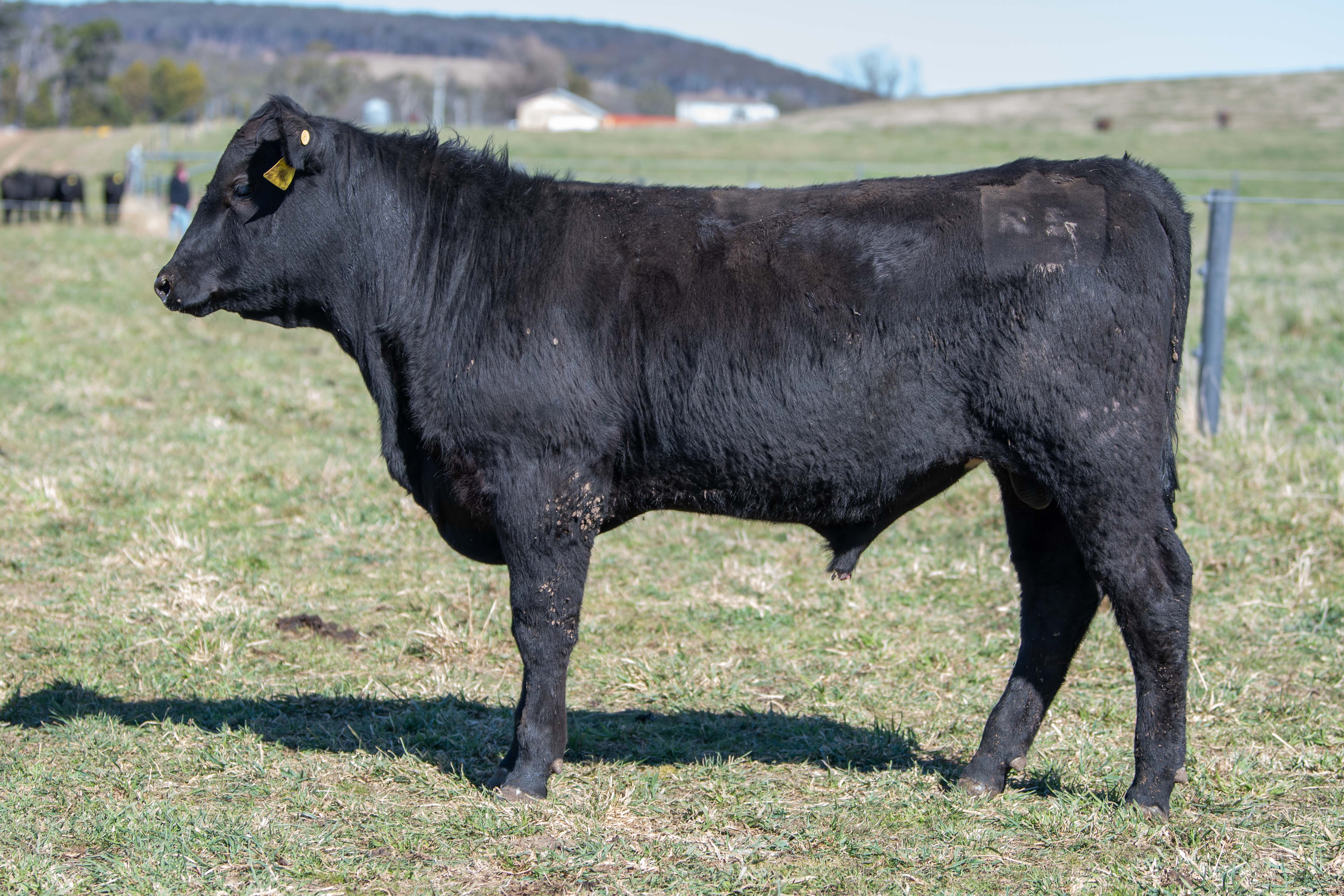 Lot 2 - TWYNAM R5 PV | AuctionsPlus