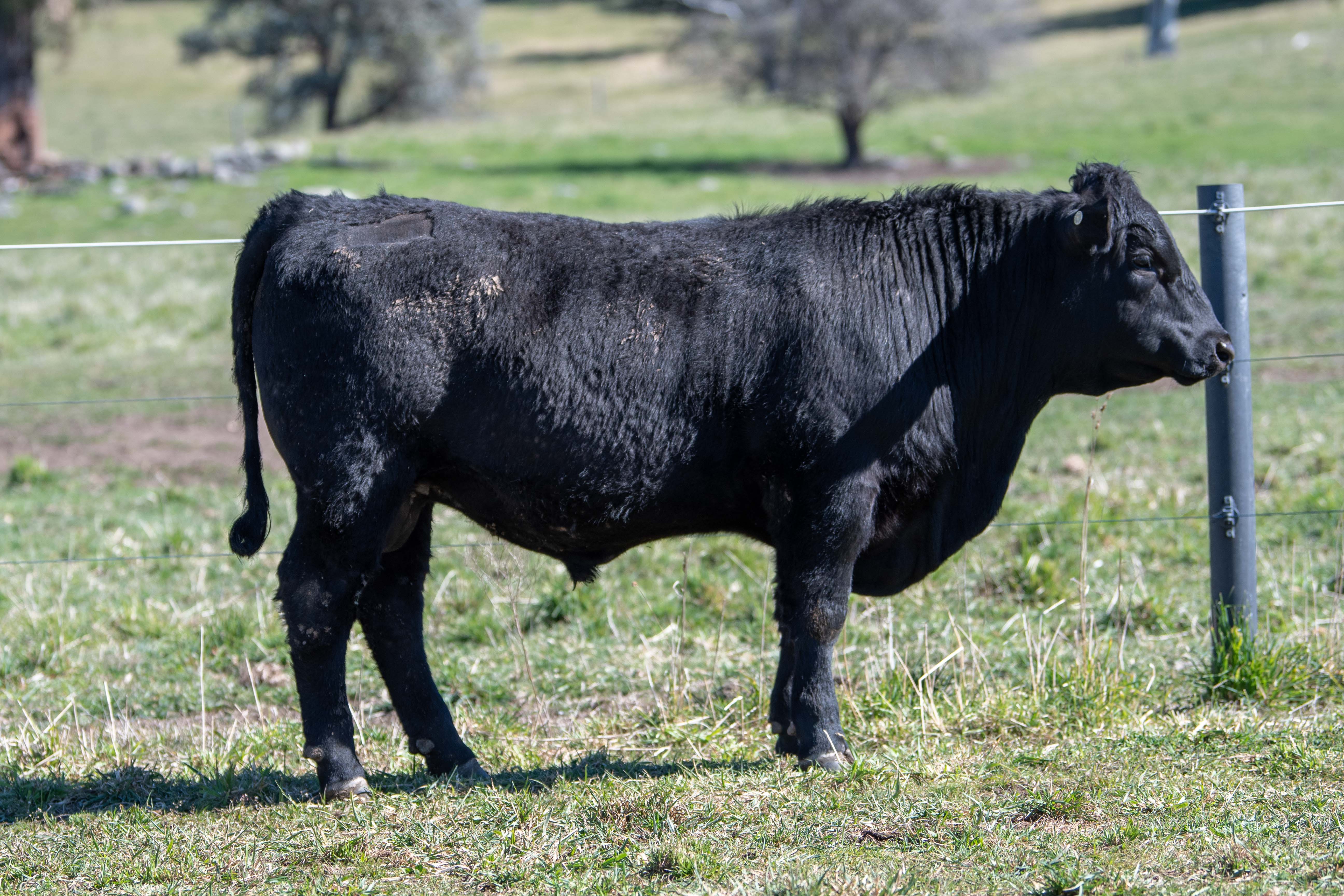 Lot 15 - TWYNAM R76 SV | AuctionsPlus