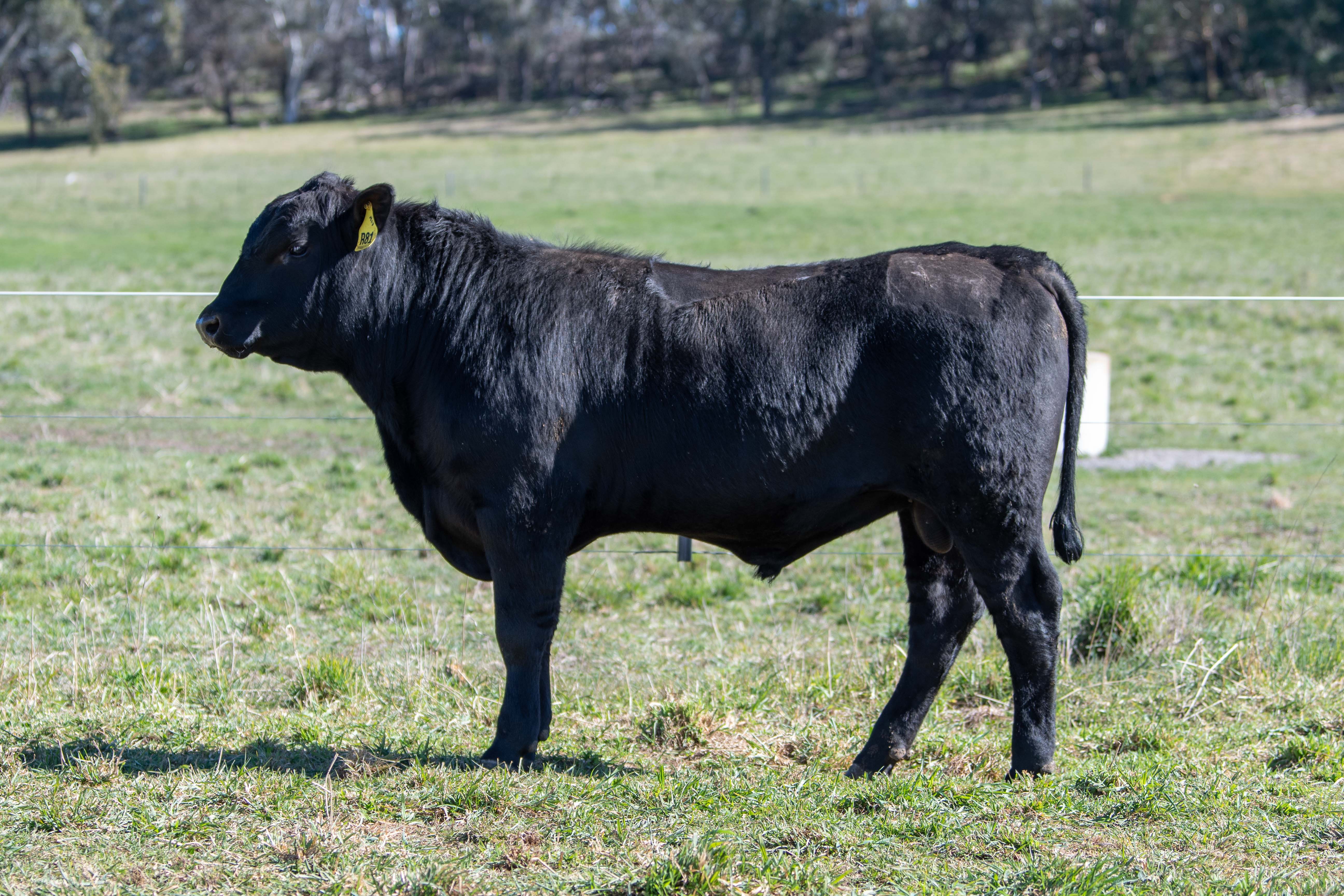Lot 16 - TWYNAM R81 PV | AuctionsPlus