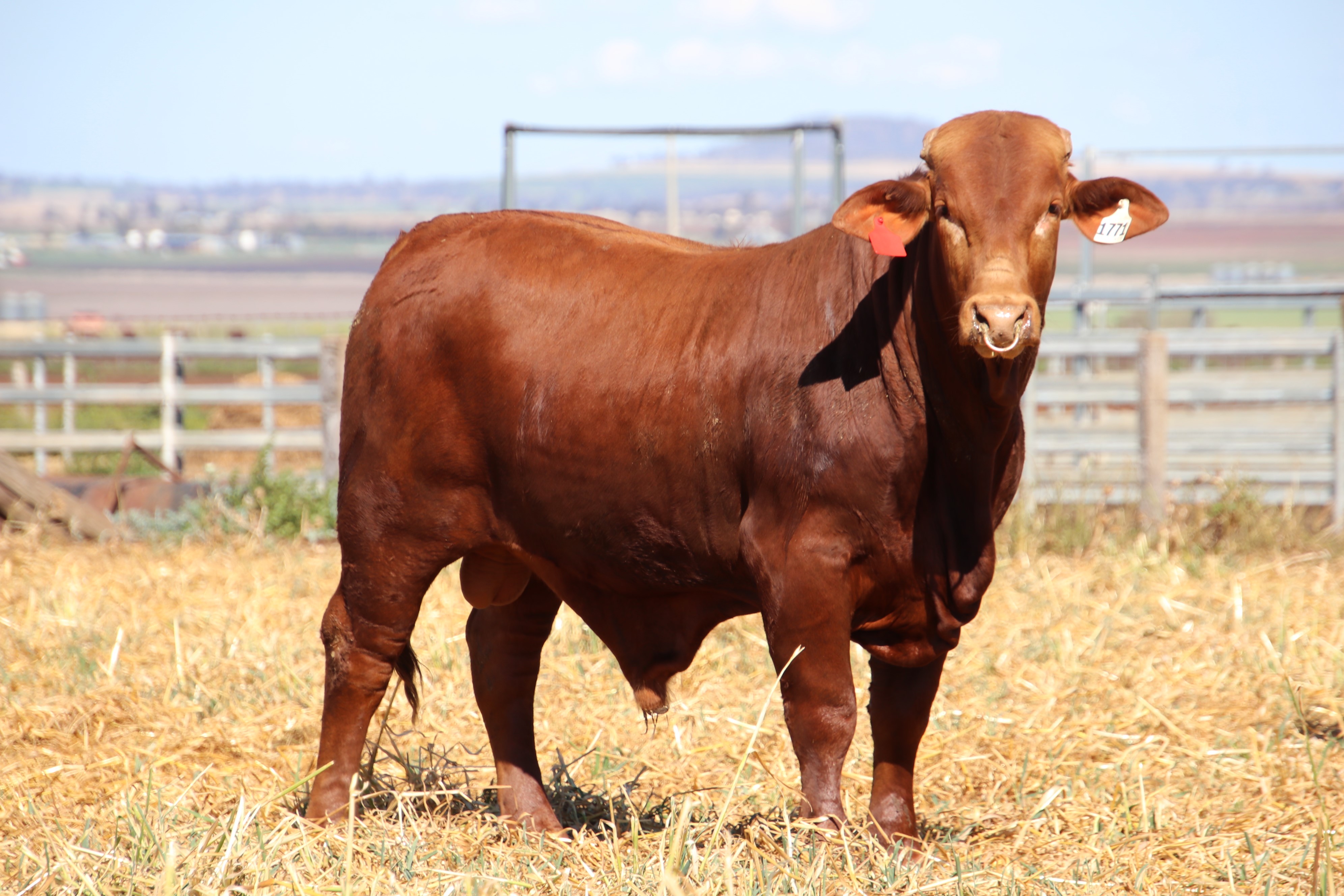 Lot 29 - HIGHWOOD RUGER 1771T | AuctionsPlus