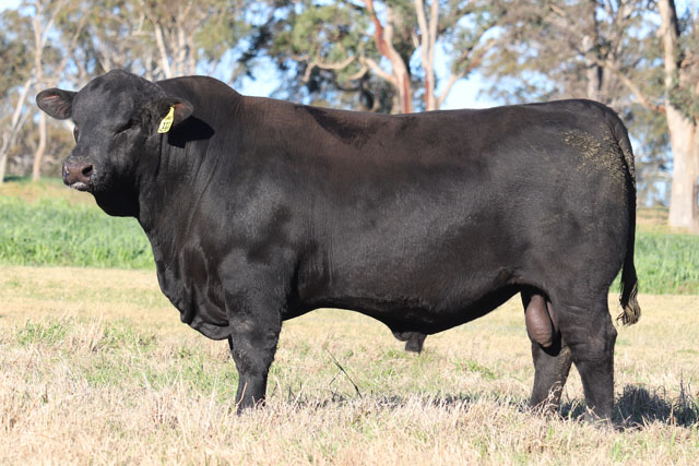 Lot 111 - QHB Q0563 | AuctionsPlus