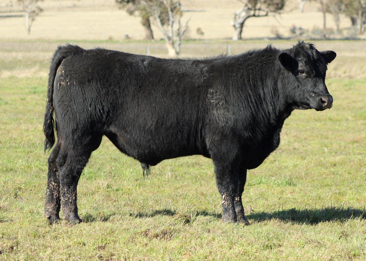 Lot 11 - Fig Tree Park General R18 | AuctionsPlus