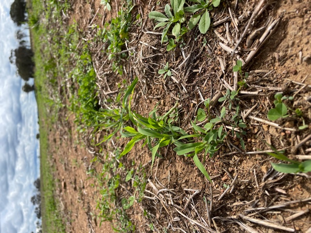 Lot 6 - Premier Digit Seed, 1000kg | AuctionsPlus