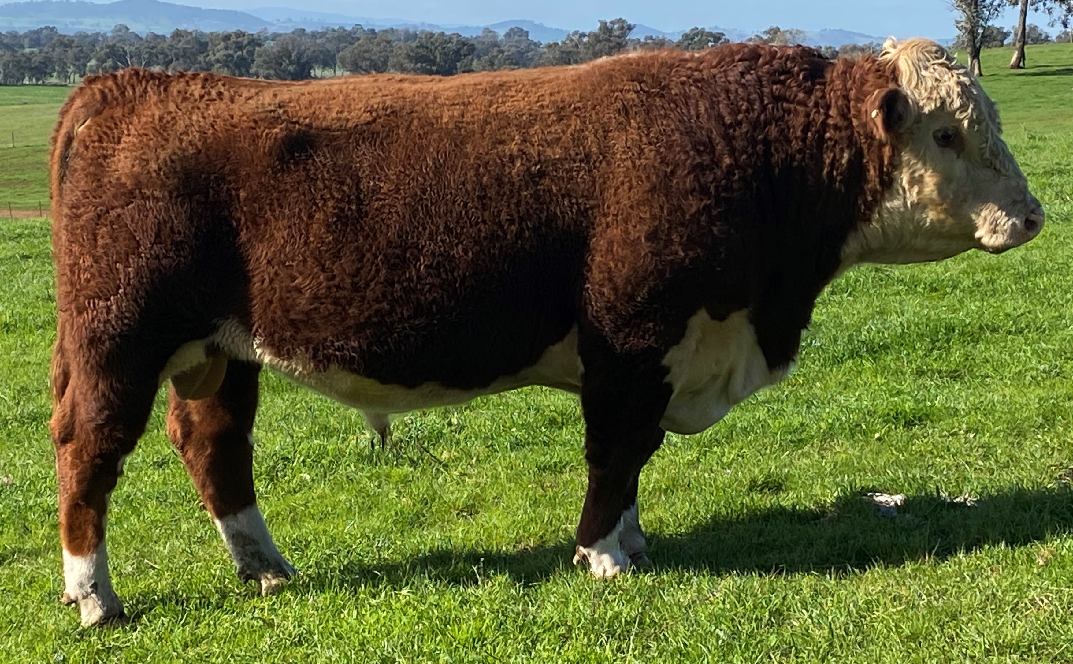 Lot 25 - Warwick Court Qualify Q013 (PP) | AuctionsPlus