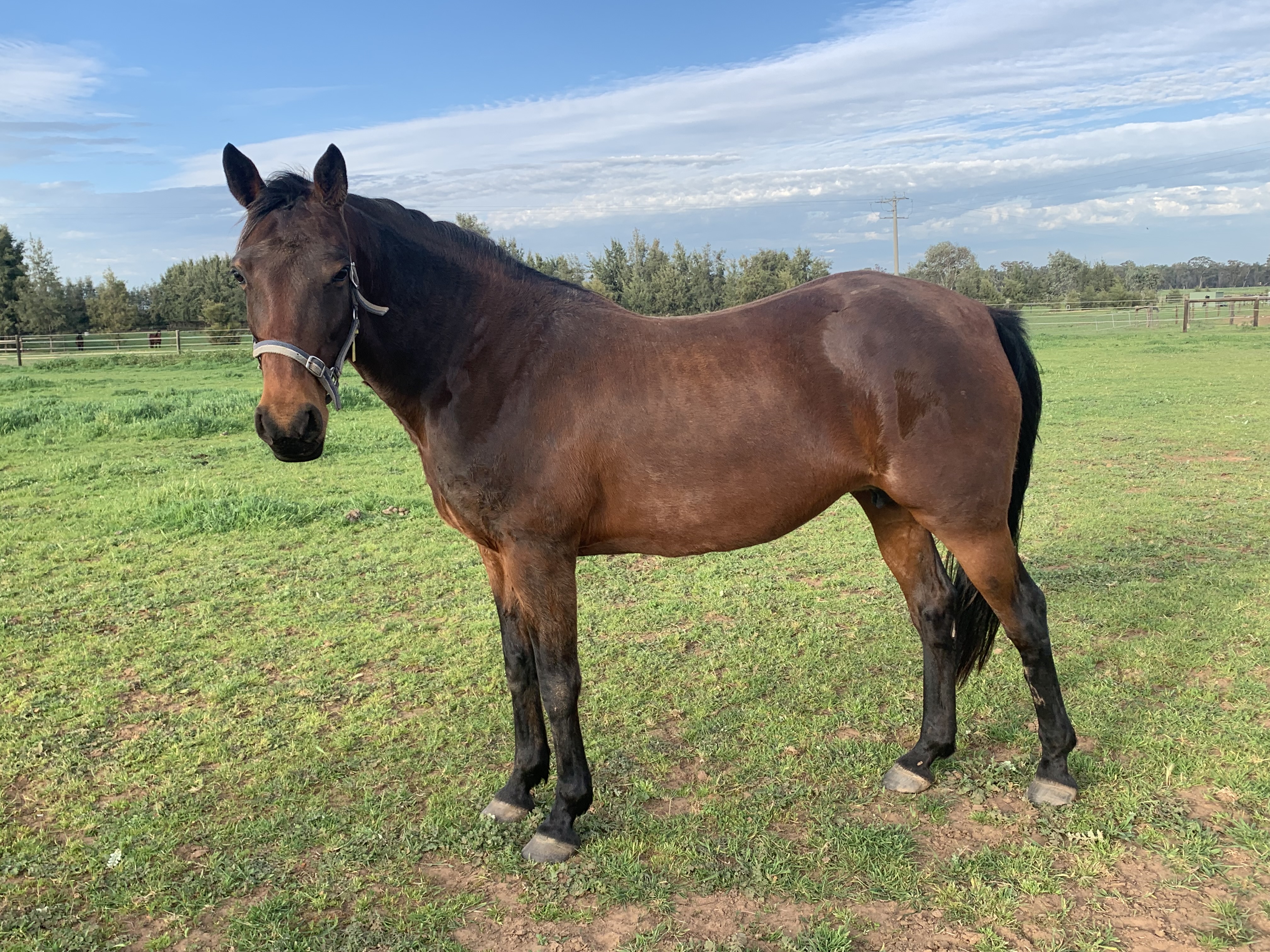 Lot 43 - BROODMARE - S2110824 - ELMYRA | AuctionsPlus