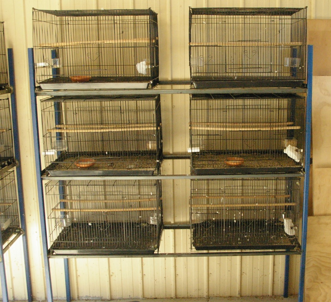 Lot 164 - 6 bird cages on stand | AuctionsPlus