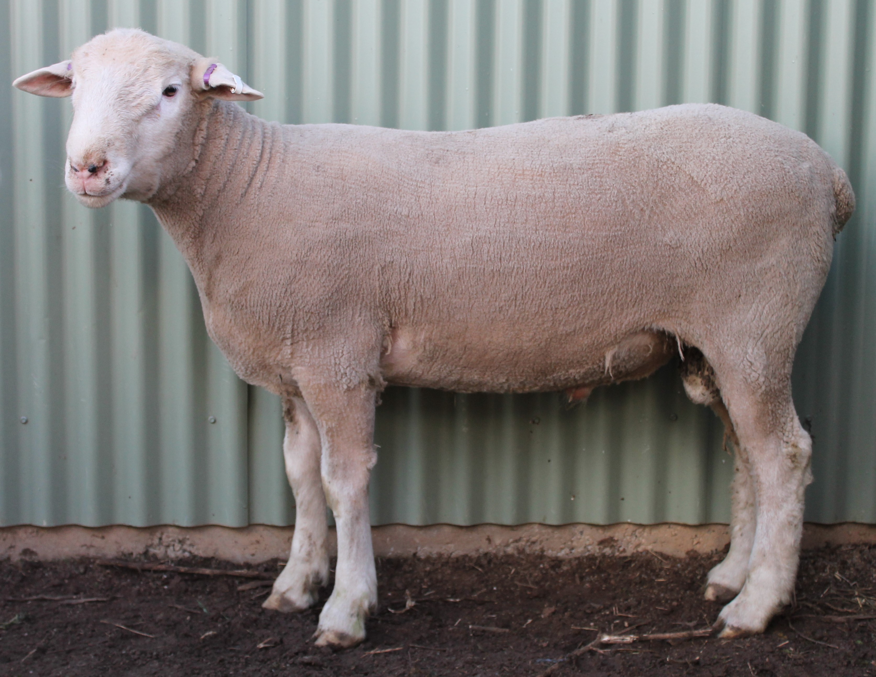 Lot 39 - 200142 | AuctionsPlus
