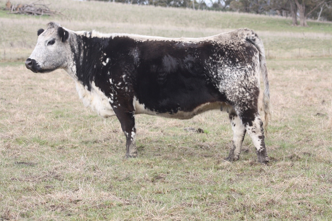 Lot 60 - Almarlea Theta | AuctionsPlus